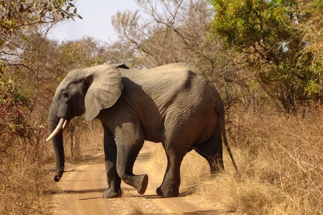 Parc National de la Pendjari in The Atakora Region - Lonely Planet