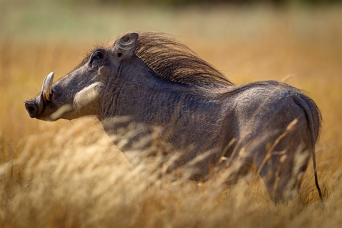 Chobe National Park travel | Botswana - Lonely Planet