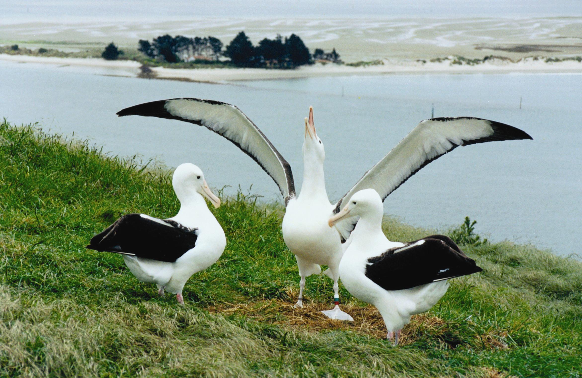 Royal Albatross Otago Peninsula