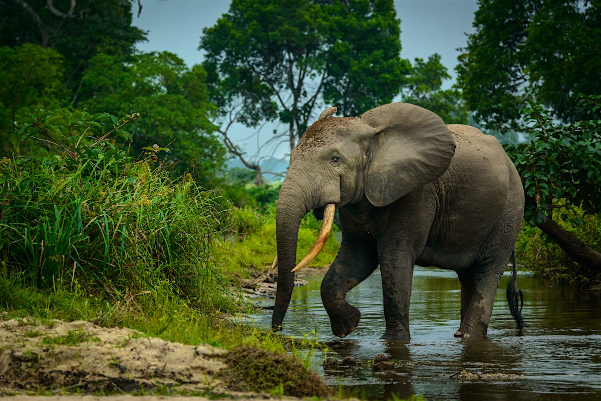 Republic of Congo travel - Lonely Planet